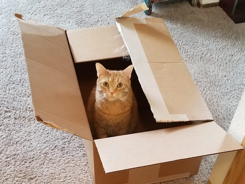 Why Cats Prefer Boxes Over Toys And How To Manage Their Keyboard ...